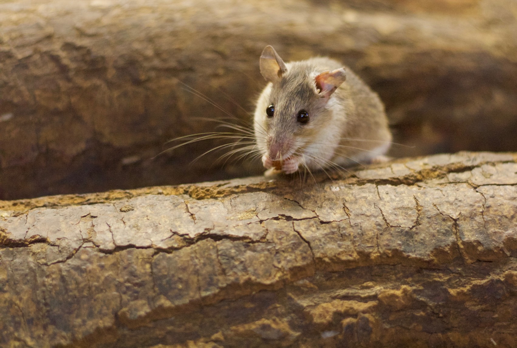 Se débarrasser des rongeurs dans votre maison - Ab habitations